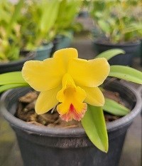 Cattleya Marina Camargo Gazzi - Orquiloja