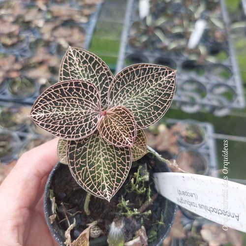 Anoectochilus roxburghii (Leopard) - Jewel Orchid - Orquídea Joia ...