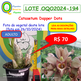 Catasetum Dapper Dots - ADULTO- planta única - LOTE OQO2024-194 - Orquiloja