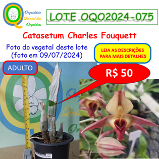 Catasetum Charles Fouquette - ADULTO - planta única - LOTE OQO2024-075 - Orquiloja