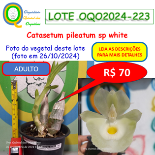 Catasetum Pileatum sp white - Adulto - planta única - LOTE OQO2024-223 - Orquiloja