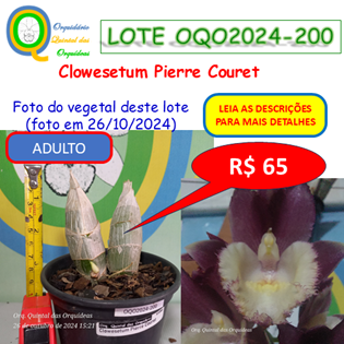 Clowesetum Pierre Couret - ADULTO - planta única - LOTE OQO2024-200 - Orquiloja