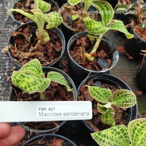 Macodes sanderiana - Jewel Orchid - Orquídea Joia - Adulto - Orquiloja