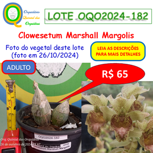 Clowesetum Marshall Margolis - Adulto - planta única - LOTE OQO2024-182 - Orquiloja
