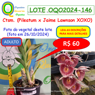 Catasetum Pileatum x Jamie Lawson XOXO - Adulto - planta única - LOTE OQO2024-146 - Orquiloja