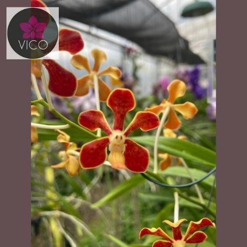 Orquídea Vanda mariae - Orquiloja
