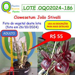 Catasetum João Stivalli - Adulto - planta única - LOTE OQO2024-186 - Orquiloja