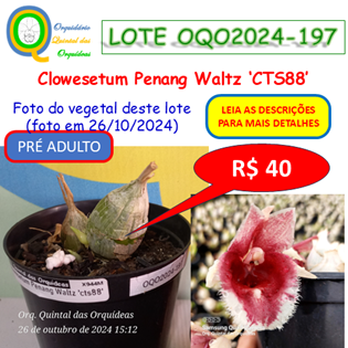 Clowesetum Penang Waltz 'CTS88' - PRÉ ADULTO - planta única - LOTE OQO2024-197 - Orquiloja