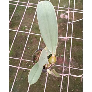 Bulbophyllum (spiesii x frostii) - Orquiloja