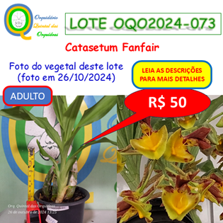 Catasetum Fanfair - ADULTO - planta única - LOTE OQO2024-073 - Orquiloja