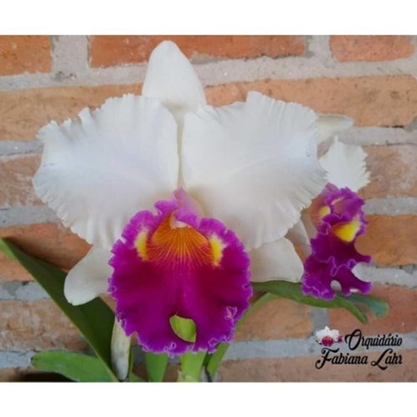 Orquídea B.L.C - Fabiana Lahr #2 - Orquiloja Orquídea B.L.C - Fabiana Lahr #2 - Orquiloja